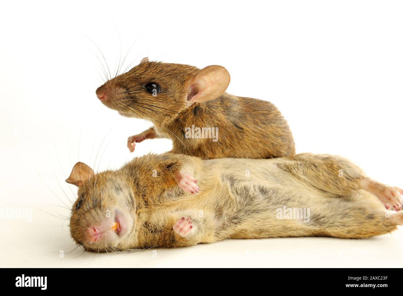 Asian invasion hi-res stock photography and images - Alamy