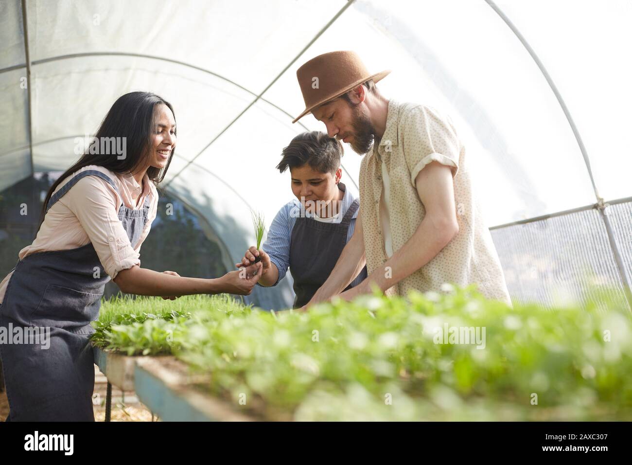 People working, examining saplings in plant nursery greenhouse Stock ...