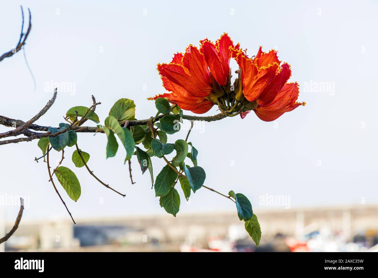 African Tulip Tree, Spathodea campanulata, red flower detail in Playa ...
