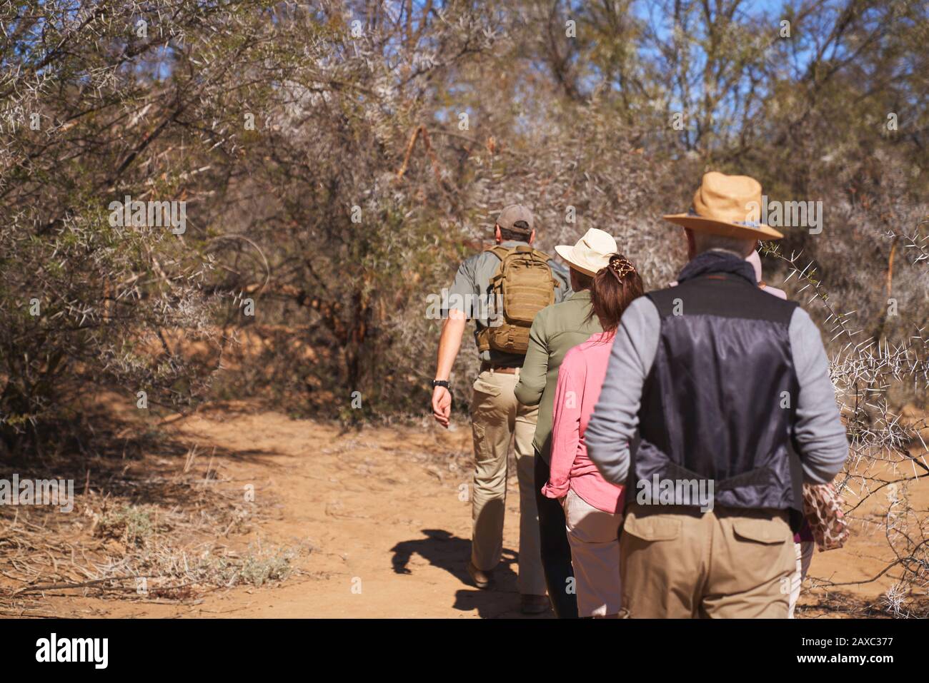 Safari tour guide leading group in sunny grassland South Africa Stock ...