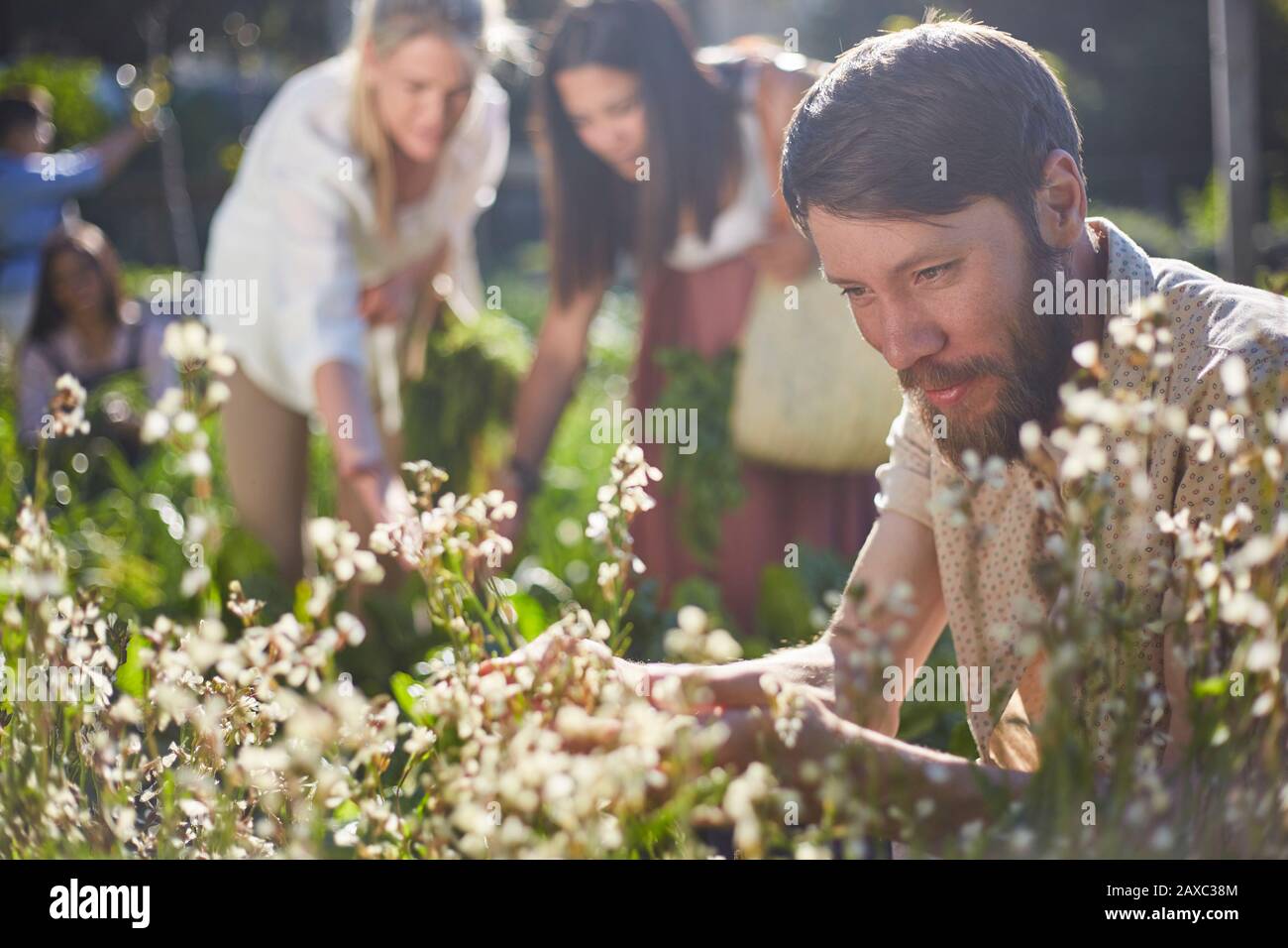 Man looking at flowers in sunny garden Stock Photo - Alamy