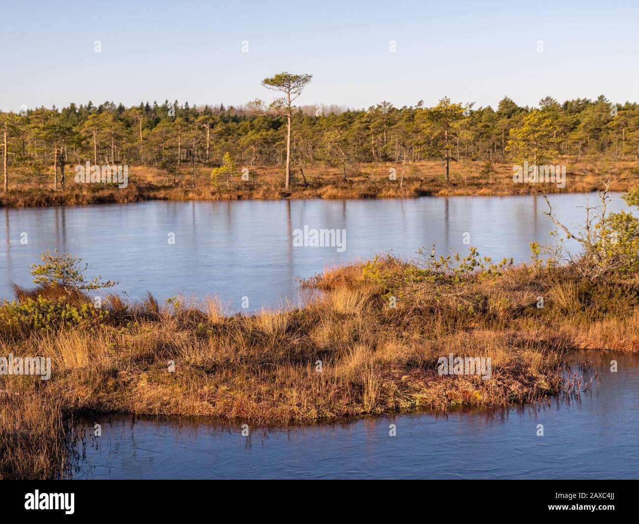 beautiful swamp landscape at sunrise, frozen swamp lake in the ...