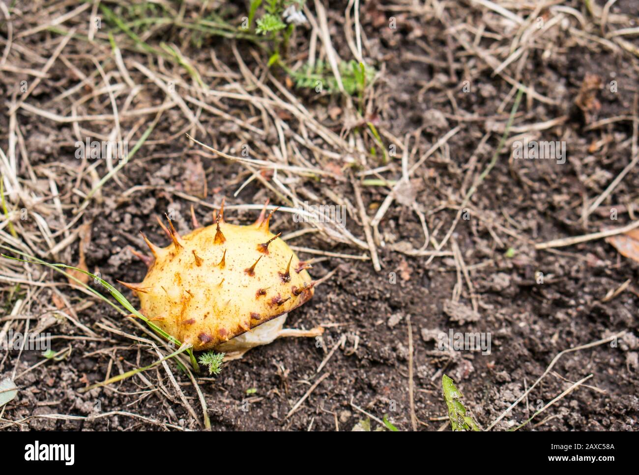 Horse chestnut shell on the ground Stock Photo - Alamy