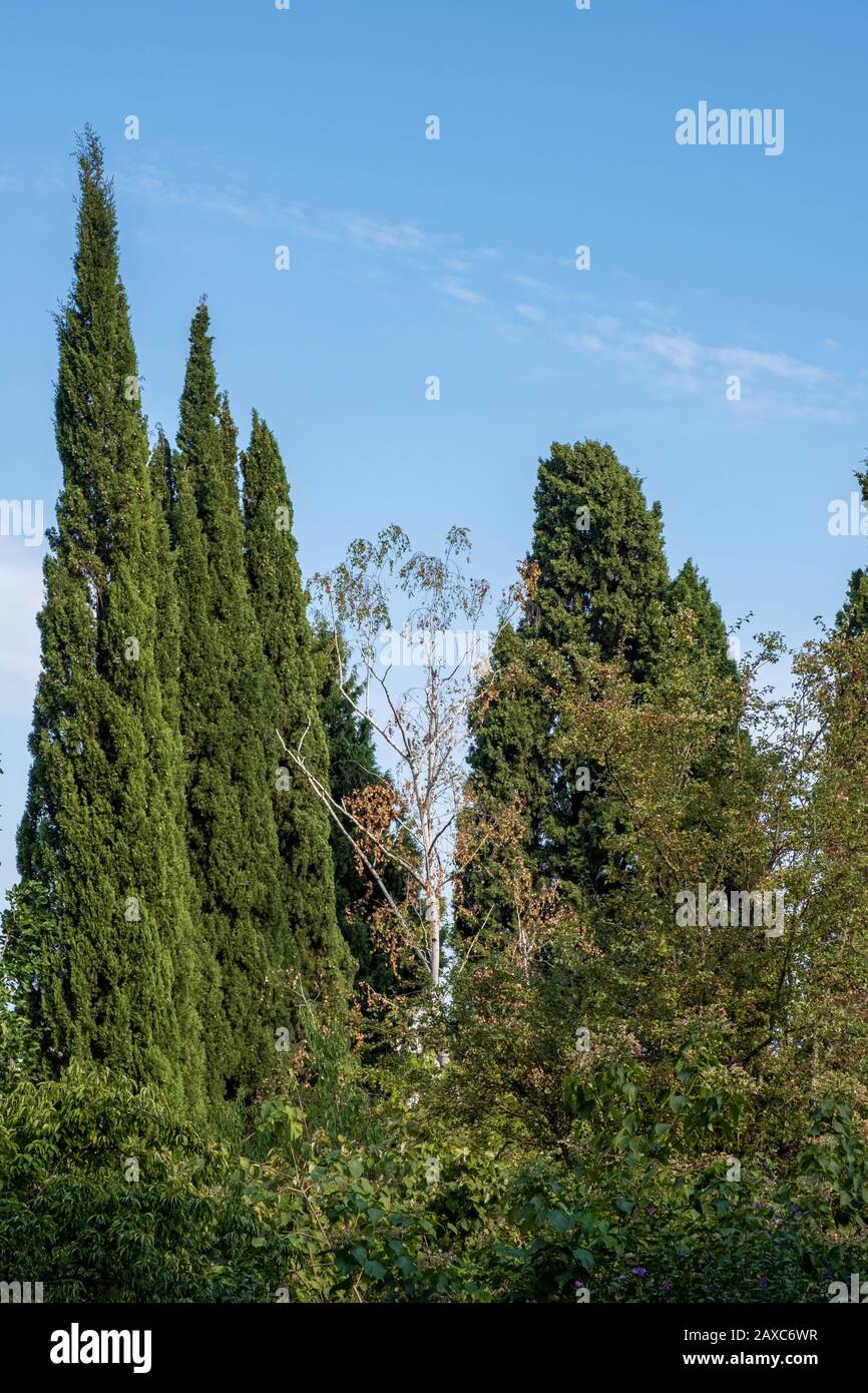 Tall and slender plant hi-res stock photography and images - Alamy