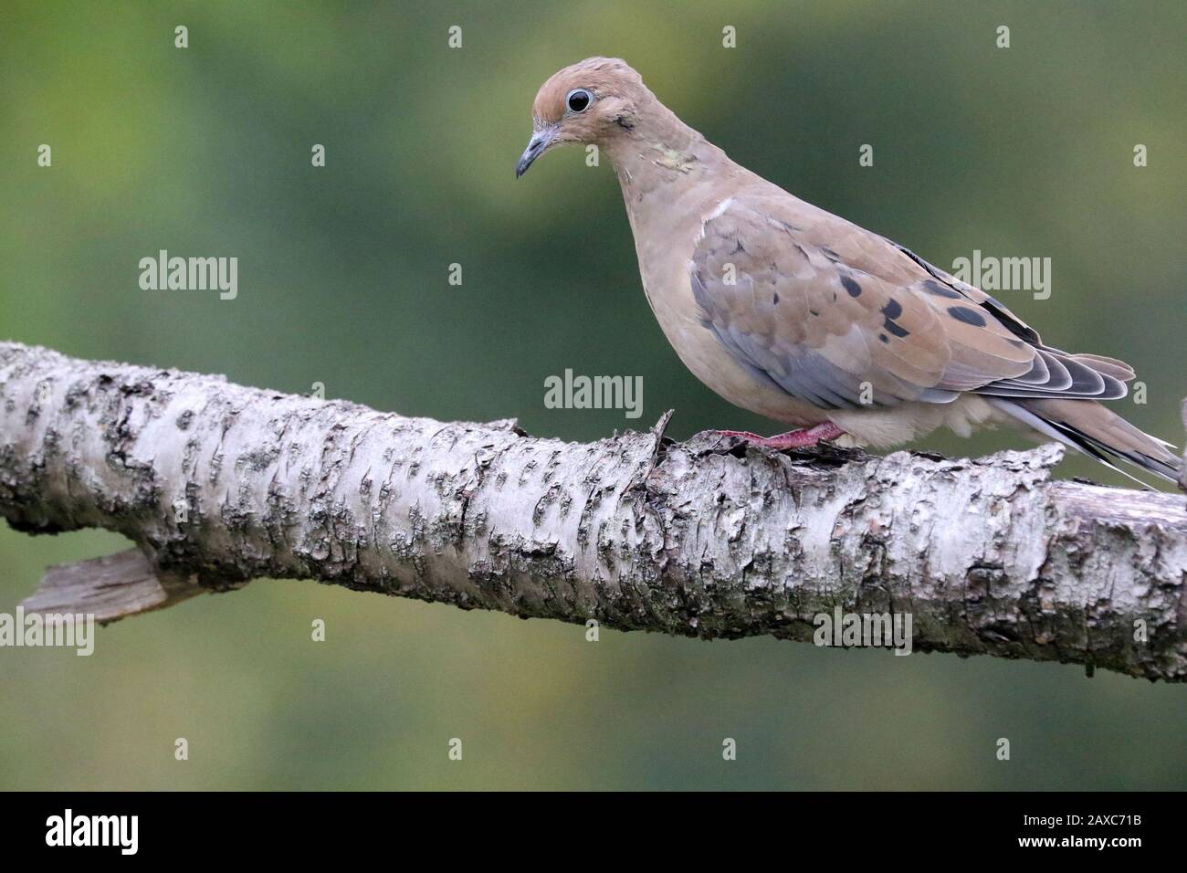 Mourning doves on perch hi-res stock photography and images - Alamy