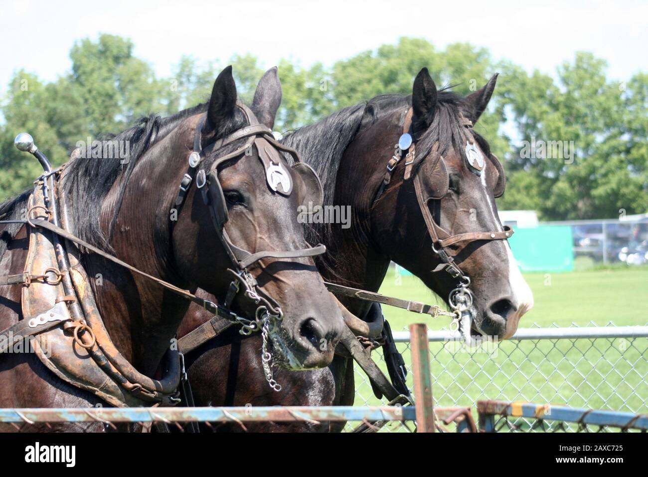 Percheron Team