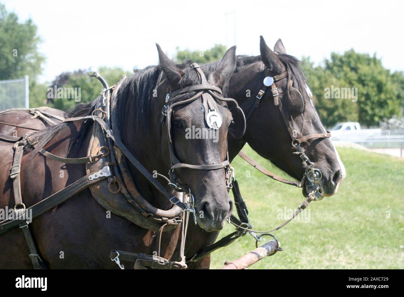 Two percheron draft horses hi-res stock photography and images - Alamy