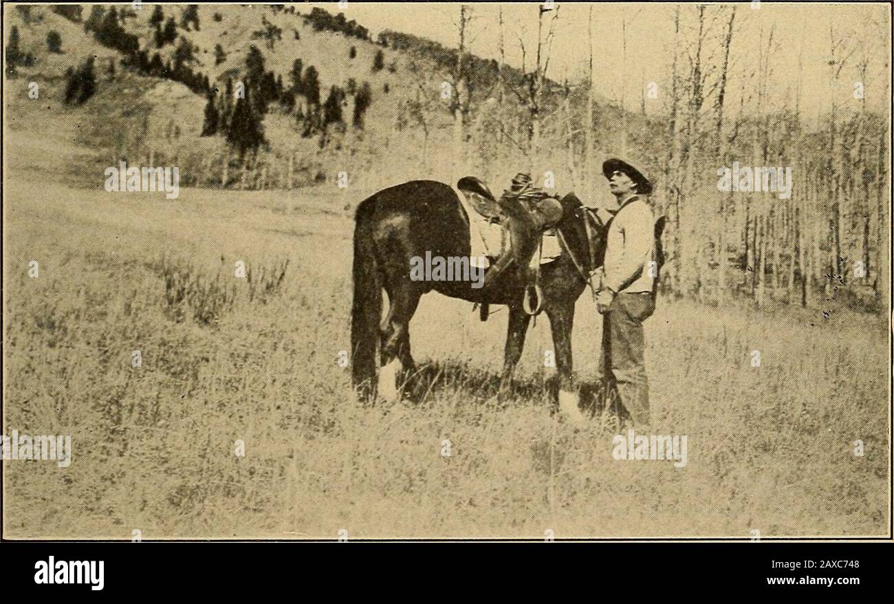 Hobbled horse hi-res stock photography and images - Alamy