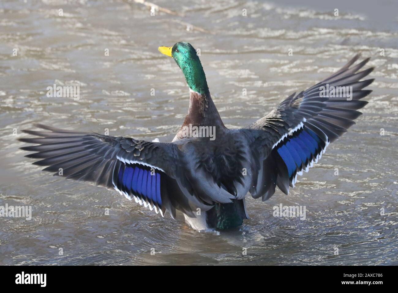 Mallard duck flapping Stock Photo - Alamy