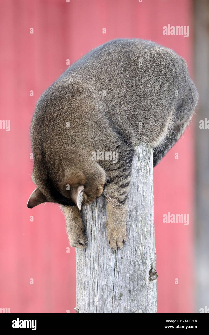 Catra hi-res stock photography and images - Alamy
