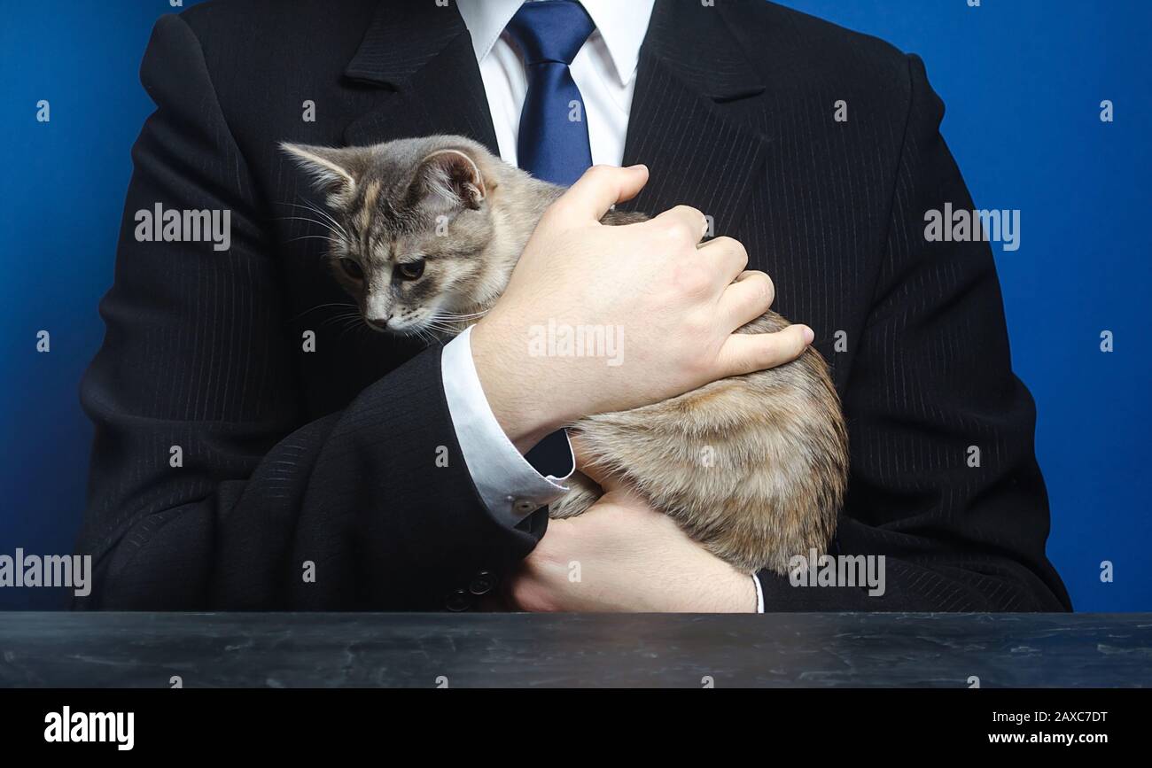 Stressed At Work Cat