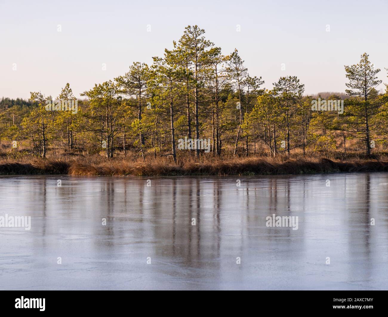 beautiful bog landscape in the morning, frozen bog lake in the ...