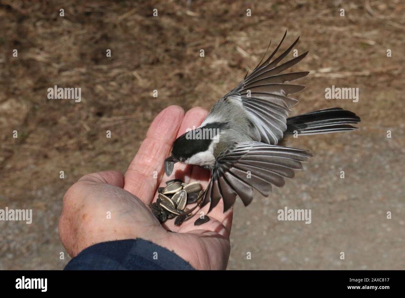 Back capped chickadee hi-res stock photography and images - Alamy