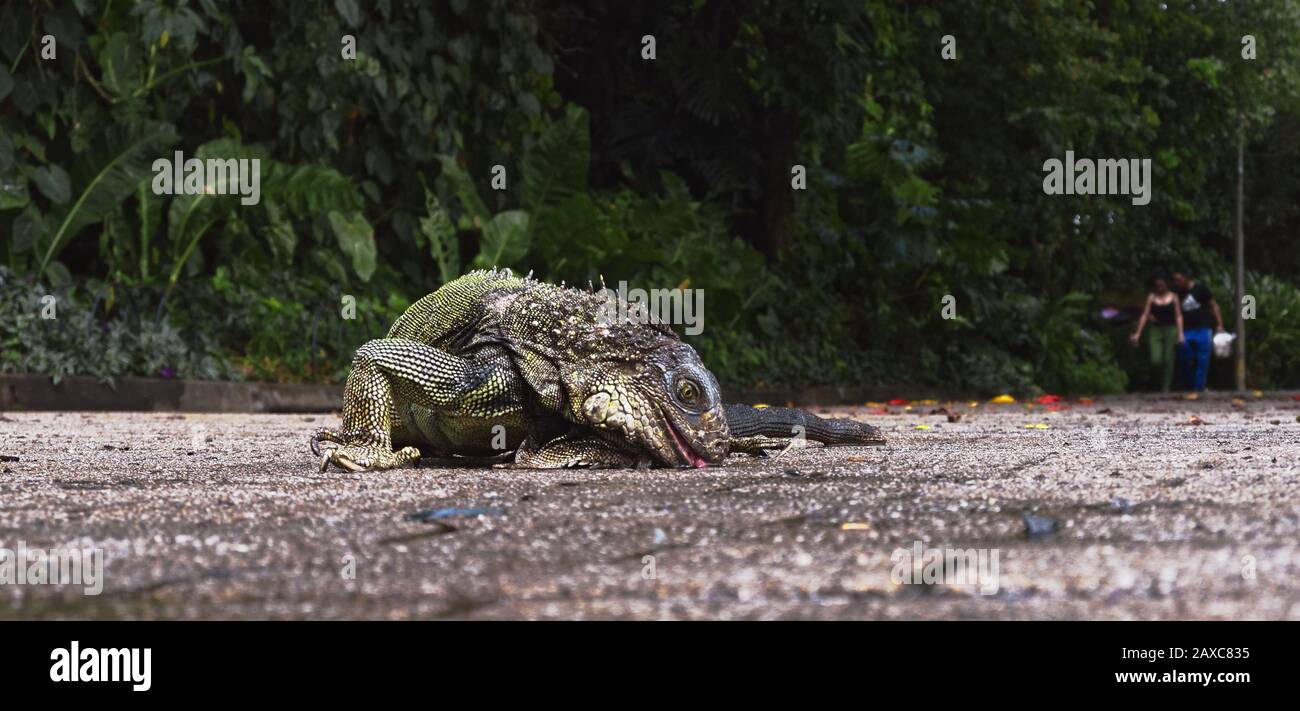 Curved body hi-res stock photography and images - Alamy