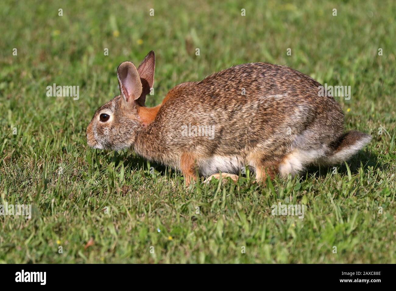 Wild rabbit nest hi-res stock photography and images - Alamy