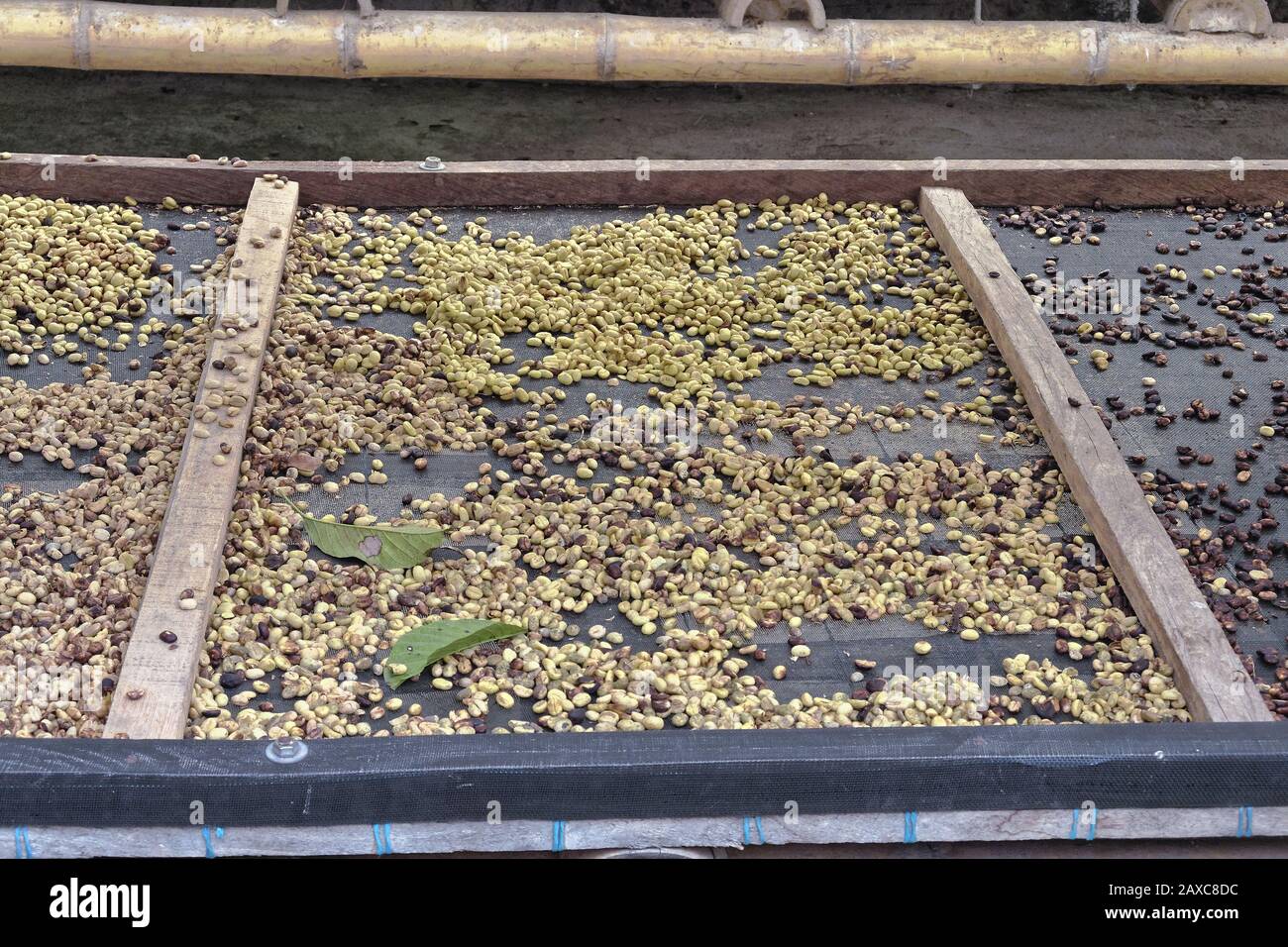 Wide angle shot of different grains next to each other Stock Photo - Alamy