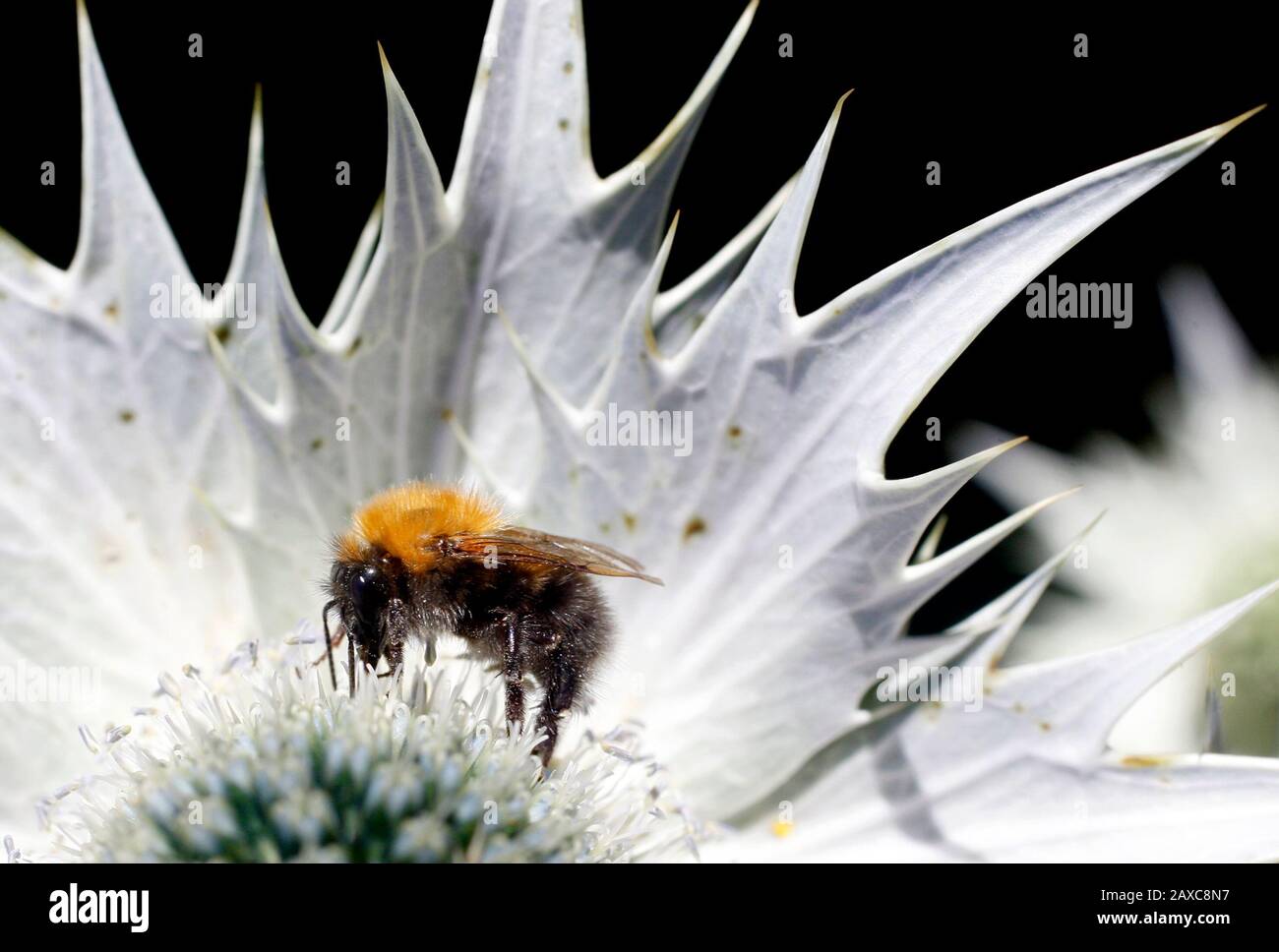 A bumblebee, (or bumble bee, bumble-bee, or humble-bee) in a flower ...