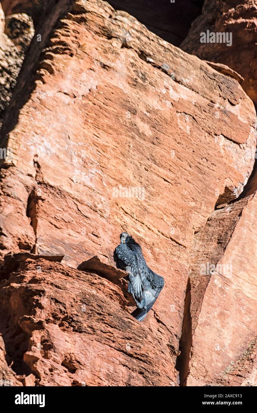 Five birds chick chicks fledglings hi-res stock photography and images ...