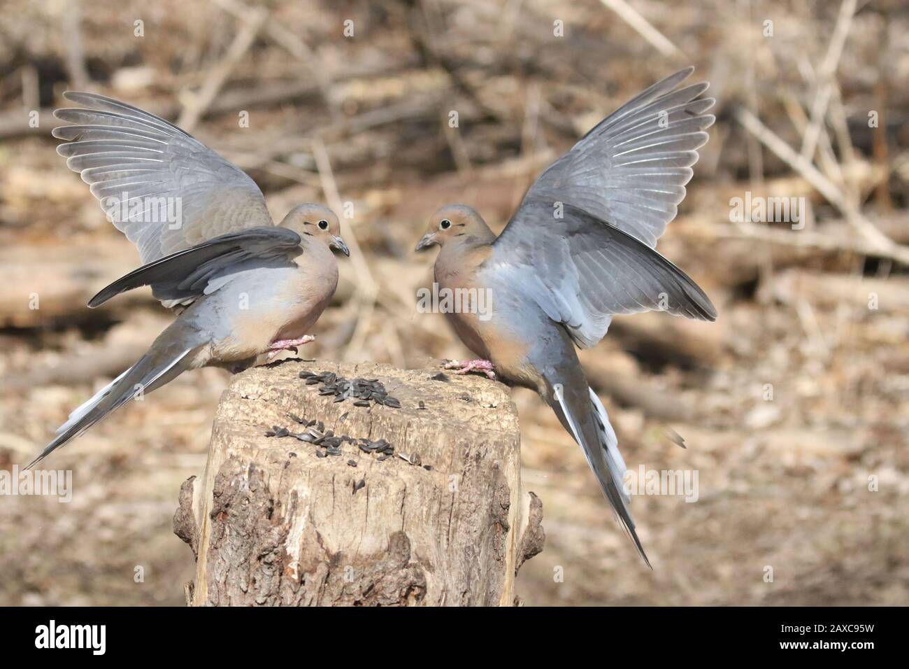 Mourning doves flapping on stump perch Stock Photo - Alamy