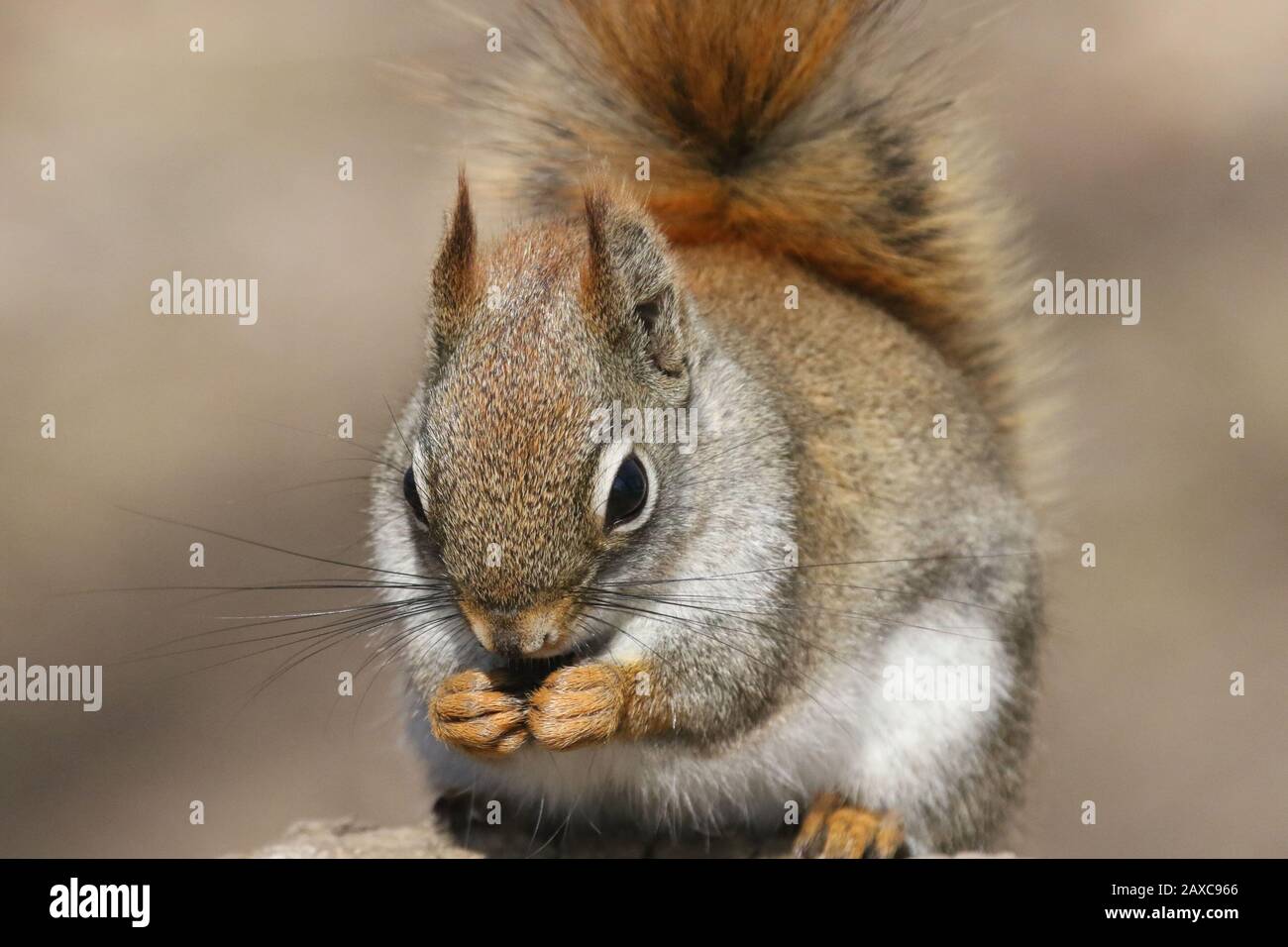 Red Squirrel in nature reserve Stock Photo - Alamy