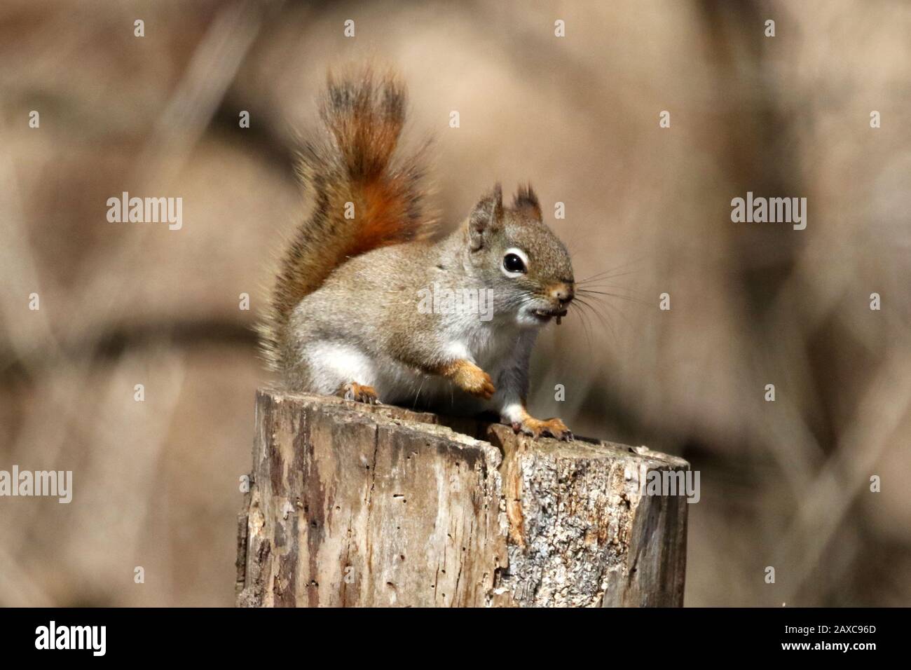 Grey squirrel on back legs hi-res stock photography and images - Alamy