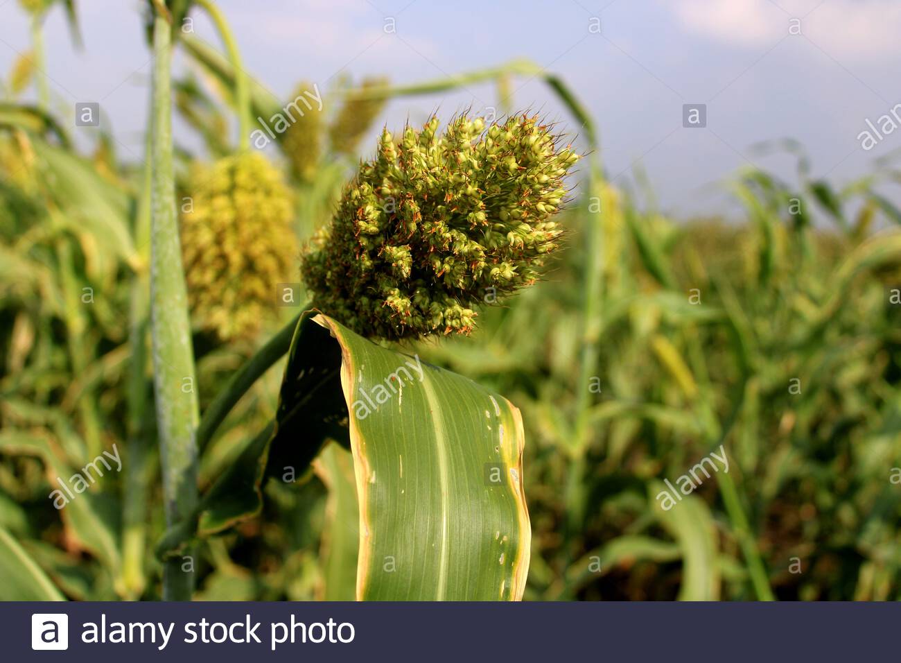 Sorghum Fodder Crop High Resolution Stock Photography and Images - Alamy