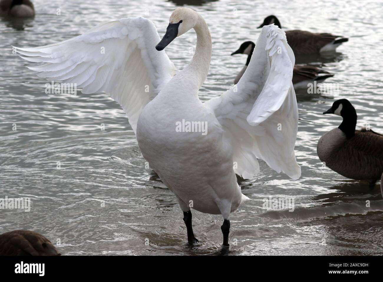 Trumpter Swan flapping in place Stock Photo - Alamy