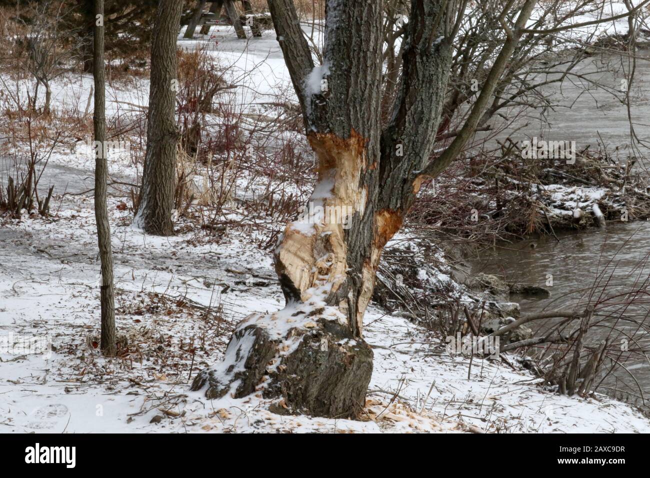 Beaver Chewed Tree High Resolution Stock Photography and Images - Alamy