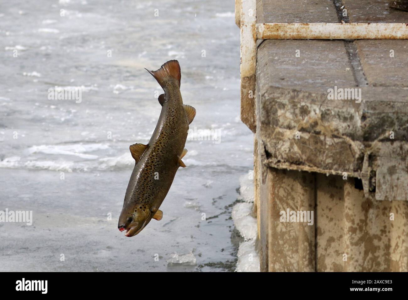 Releasing fish into the lake from hatchery Stock Photo - Alamy