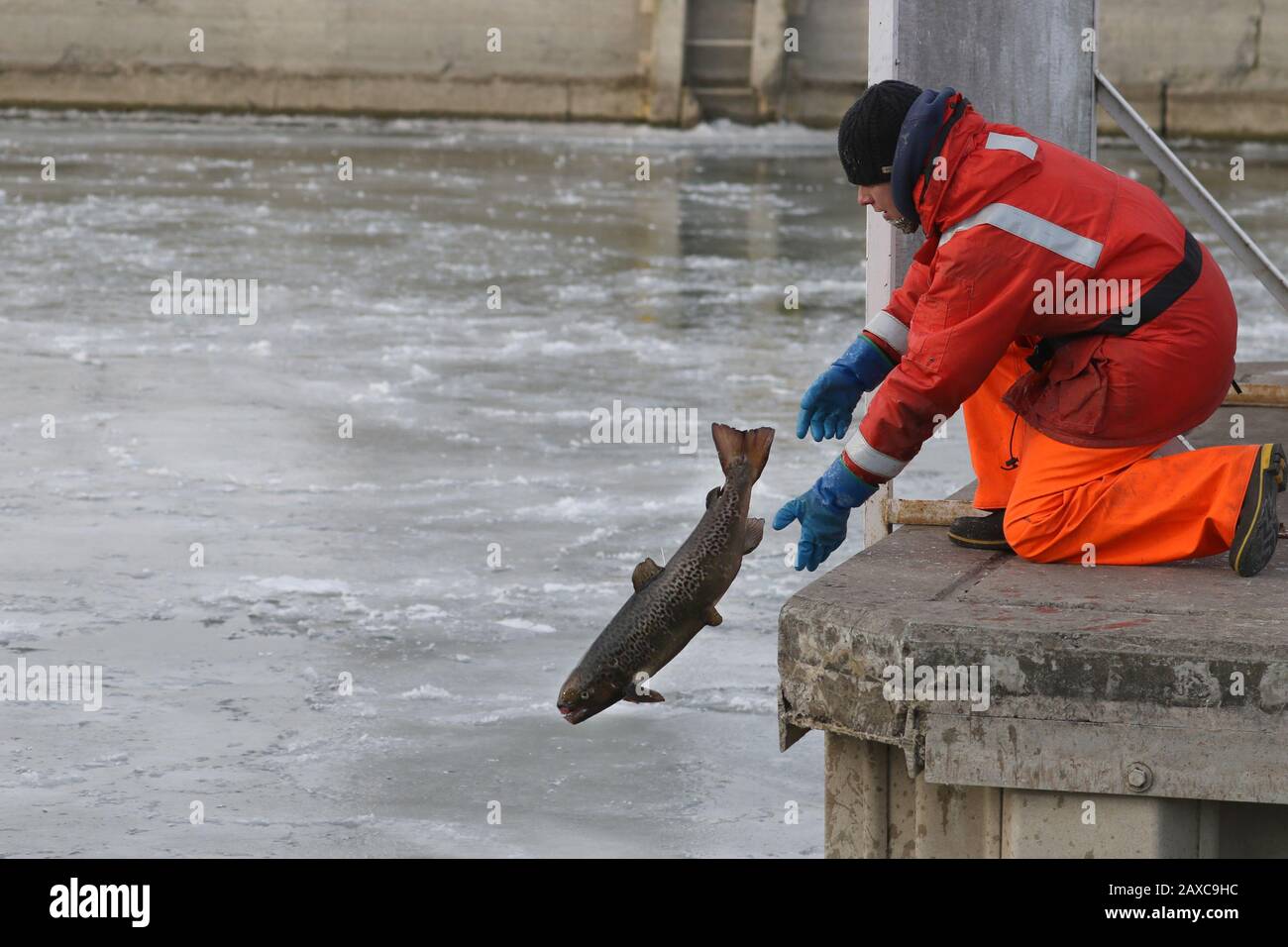 Releasing fish into the lake from hatchery Stock Photo - Alamy