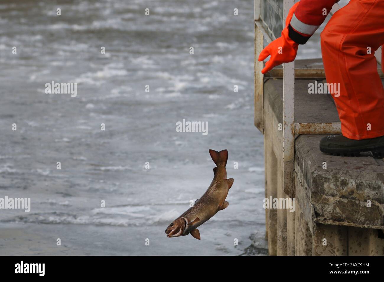 Releasing fish into the lake from hatchery Stock Photo - Alamy