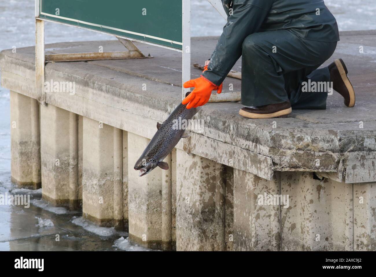 Releasing fish into the lake from hatchery Stock Photo - Alamy