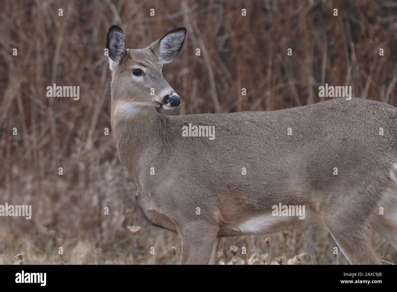 Face donw hi-res stock photography and images - Alamy