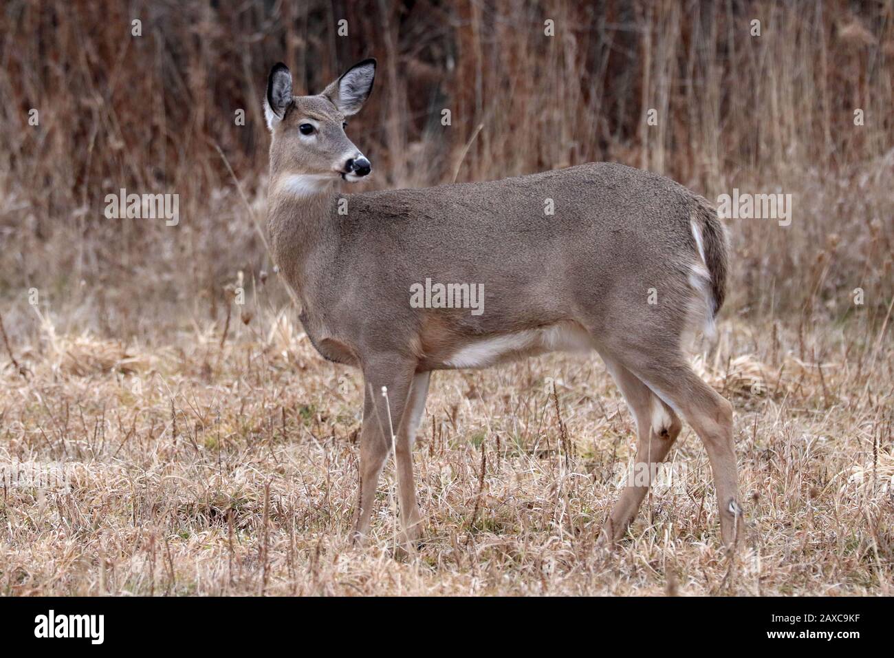 Nonchalantly Walking