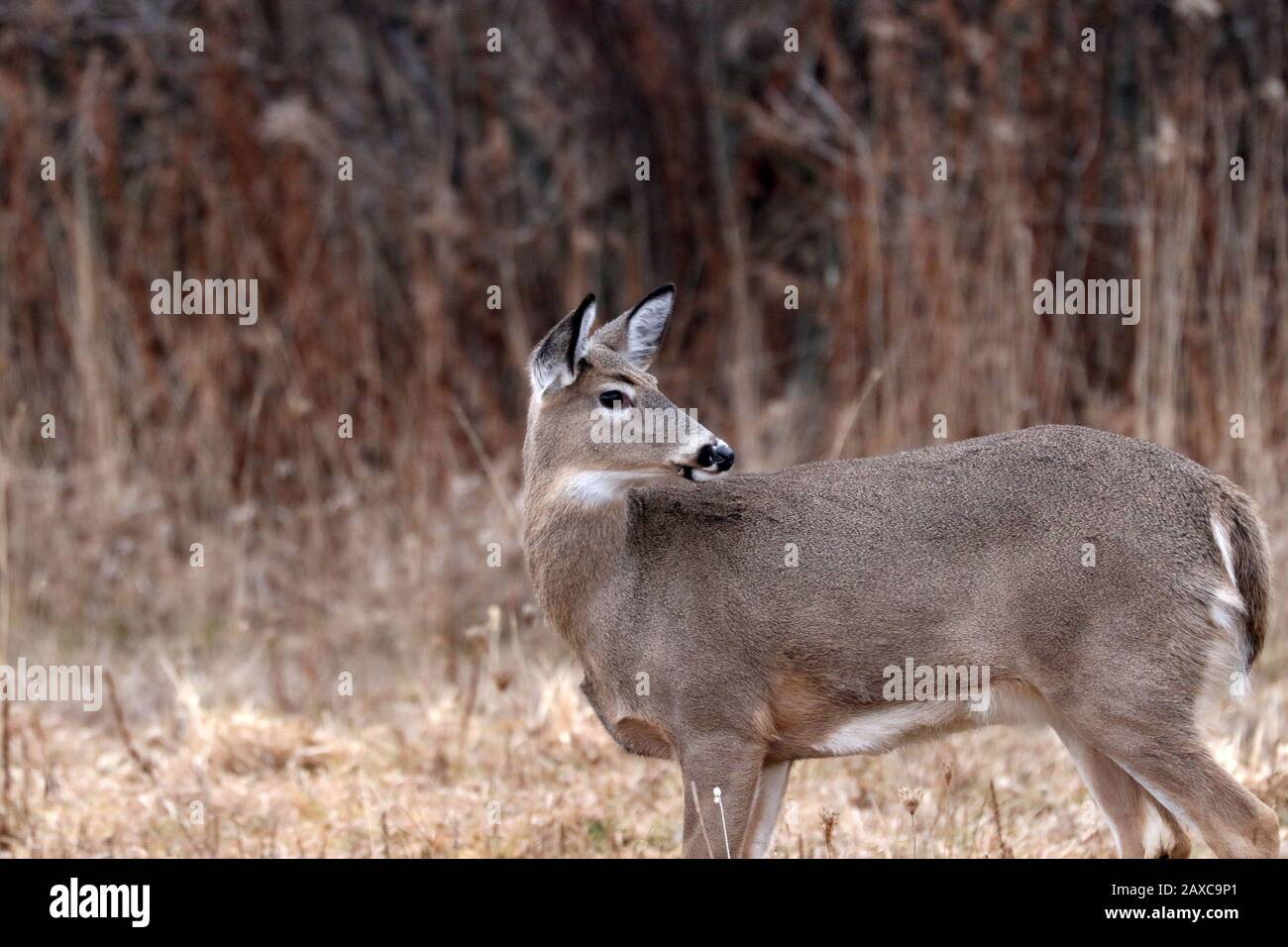 White tailed deer yearling hi-res stock photography and images - Alamy