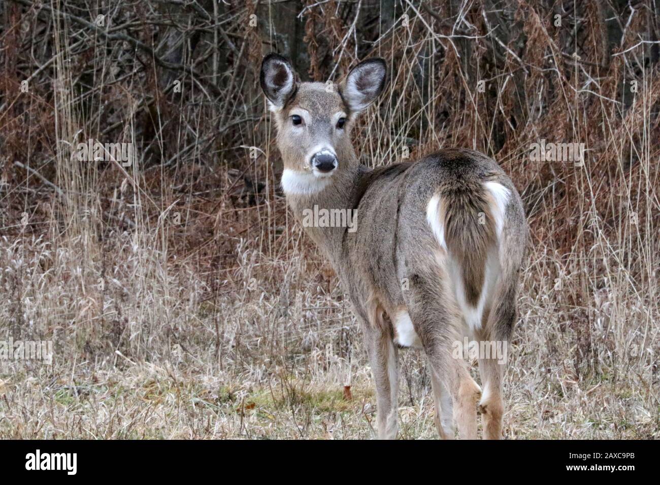 White Tailed Deer Yearling High Resolution Stock Photography and Images ...