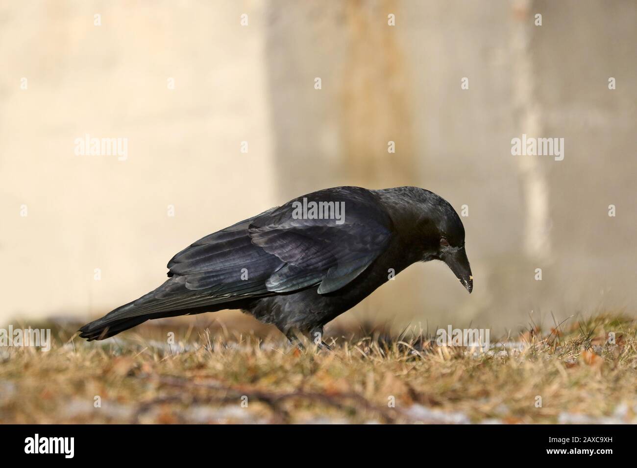 Common crow feet hi-res stock photography and images - Alamy