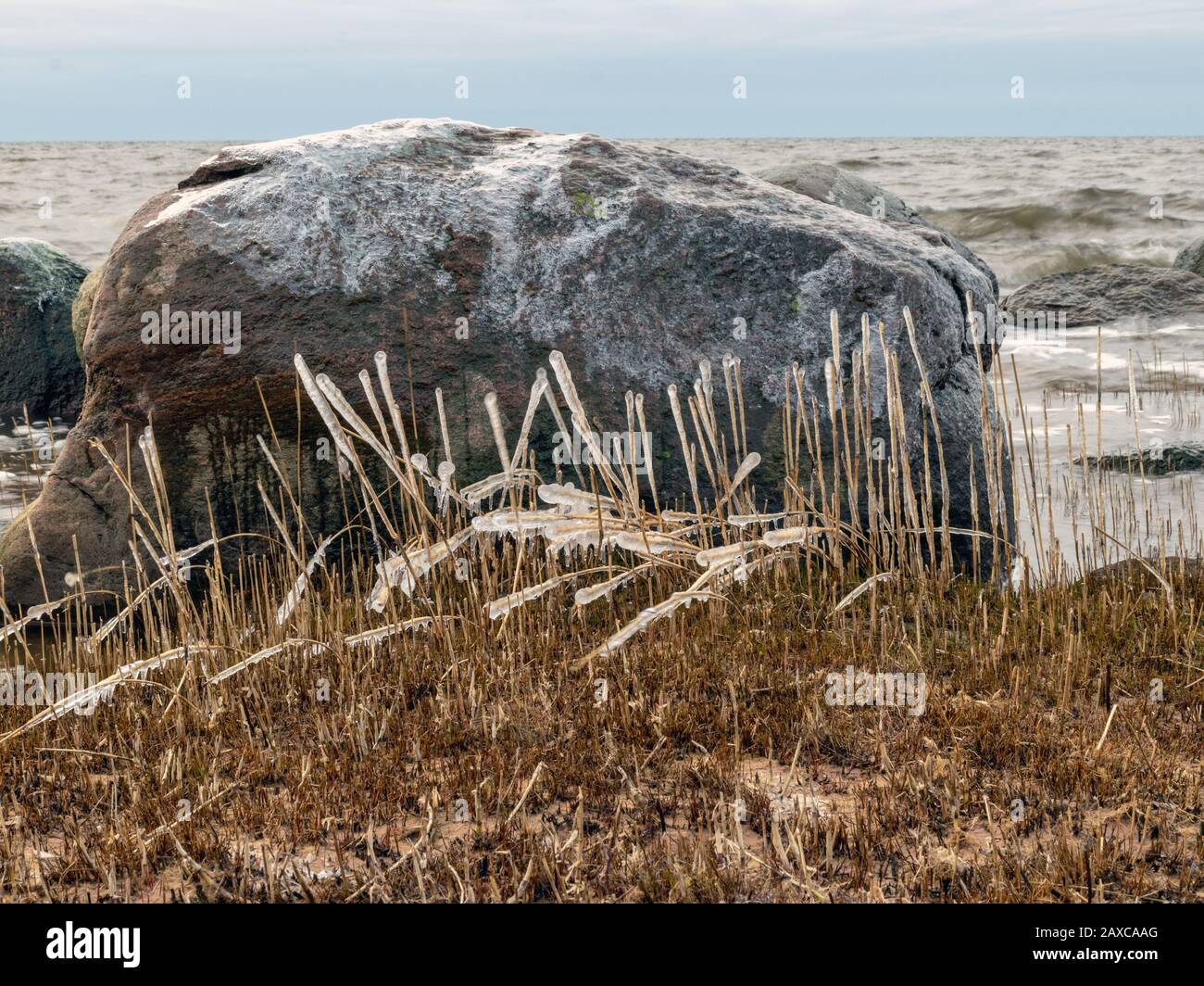 sea and wind made abstract formations of frozen dry reeds, icy rocks on ...