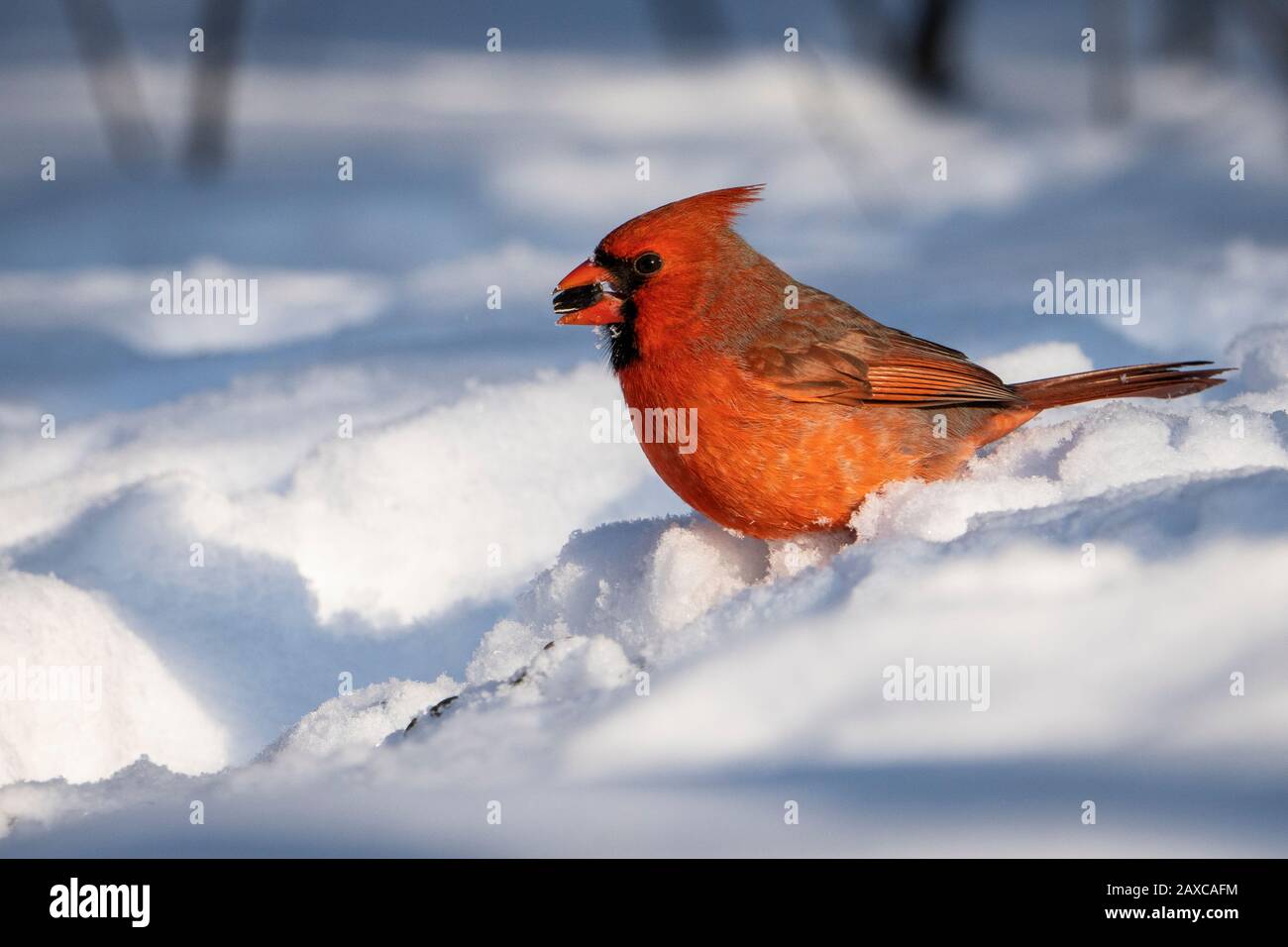 Red cardinal snow hi-res stock photography and images - Alamy