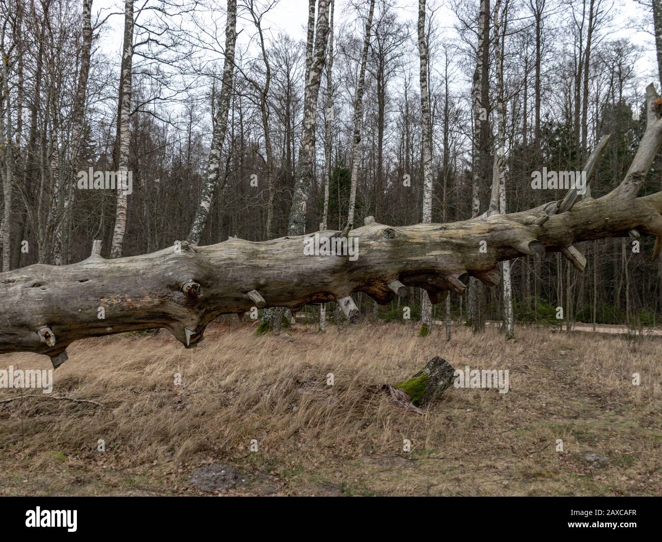 landscape with a fallen old tree trunk Stock Photo - Alamy