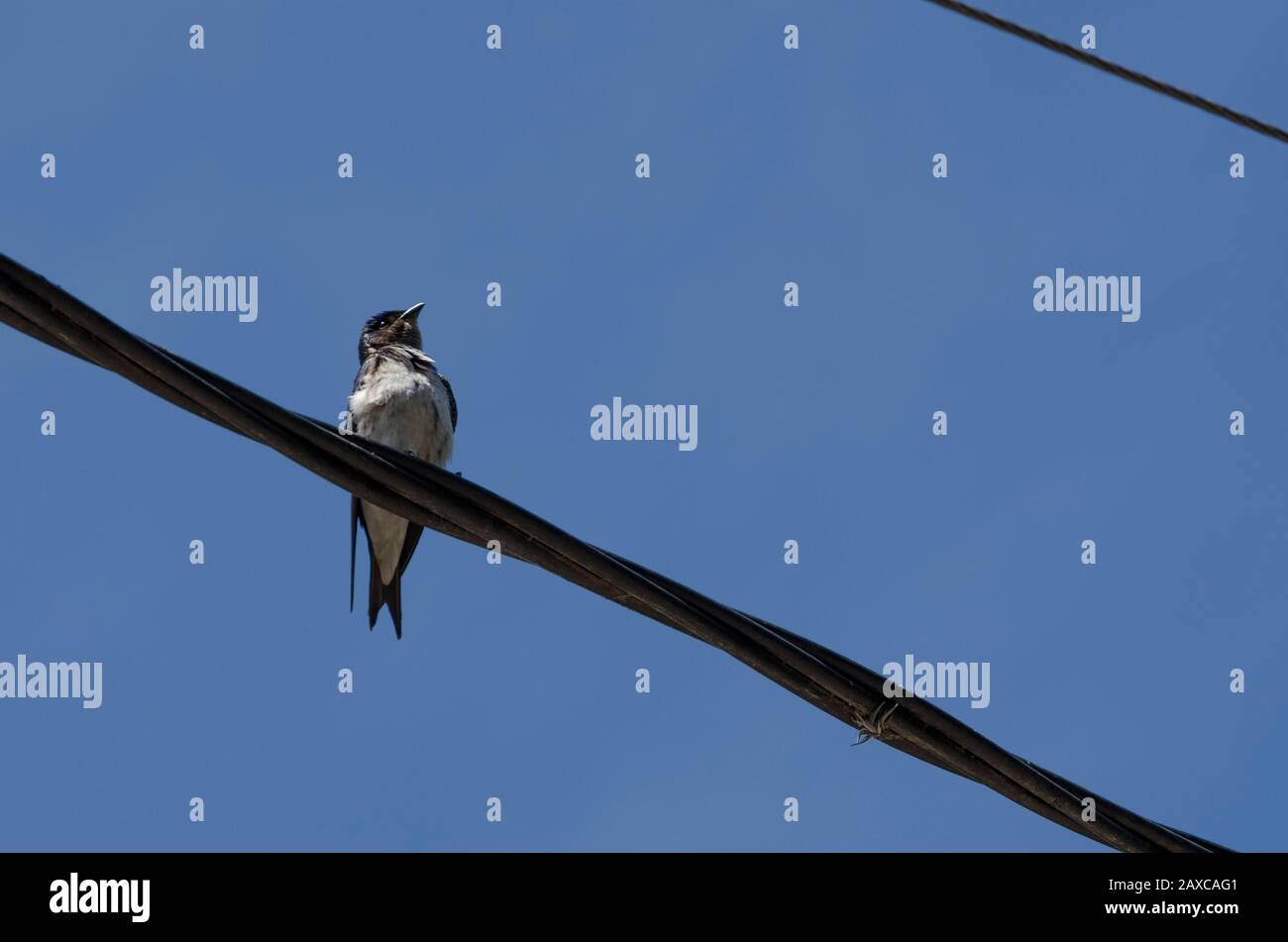 La tapera hi-res stock photography and images - Alamy