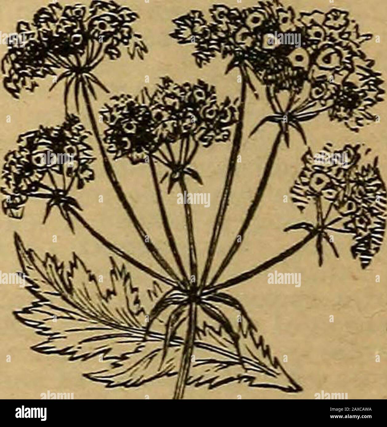 Umbles hi-res stock photography and images - Alamy