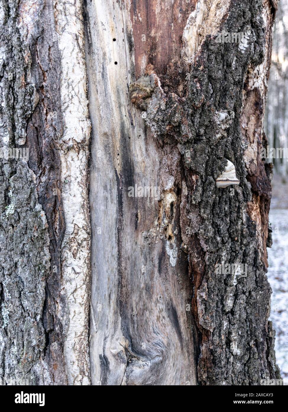 simple picture of an old and rotten tree trunk Stock Photo - Alamy