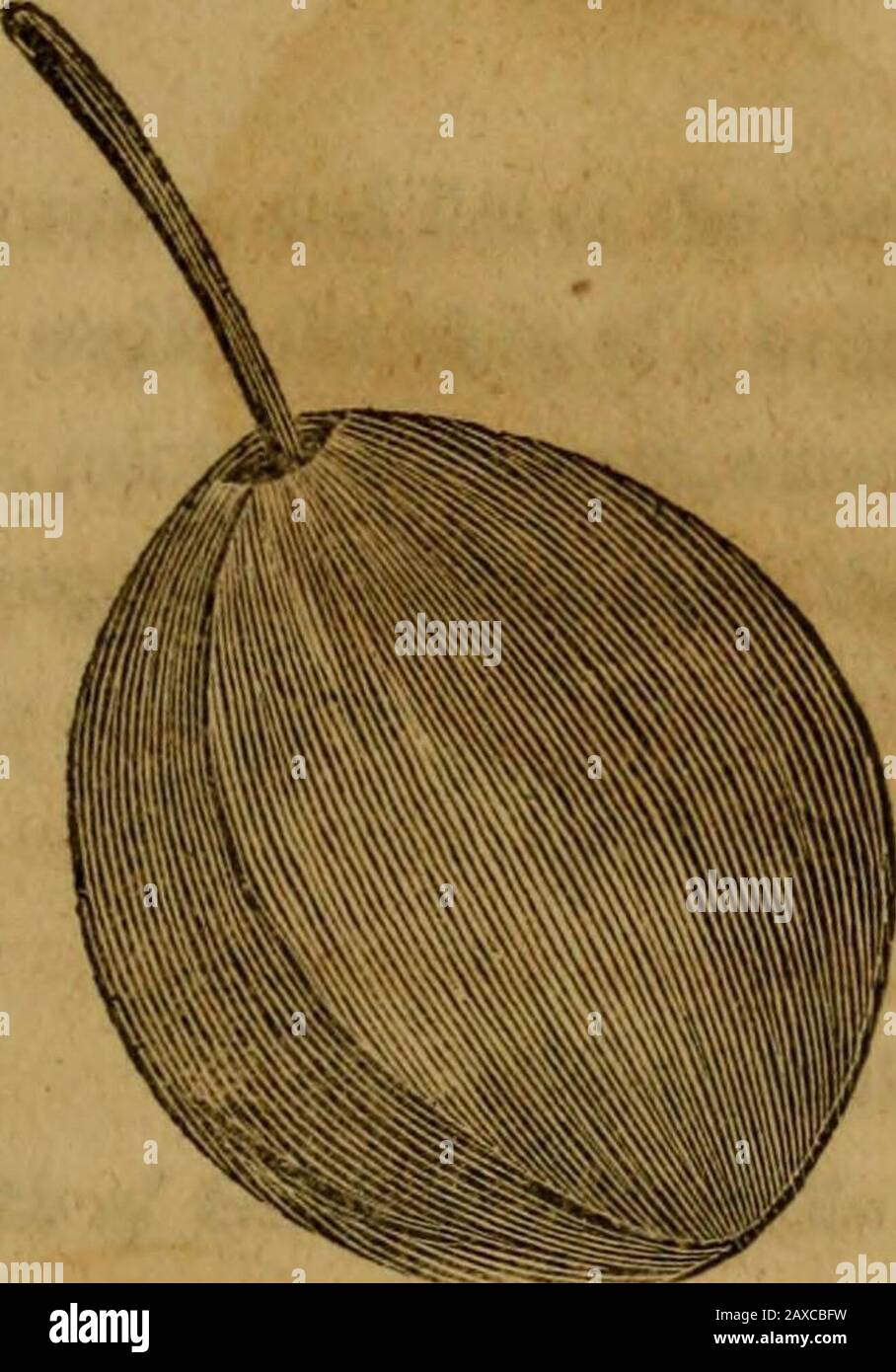 A view of the cultivation of fruit trees, and the management of ...