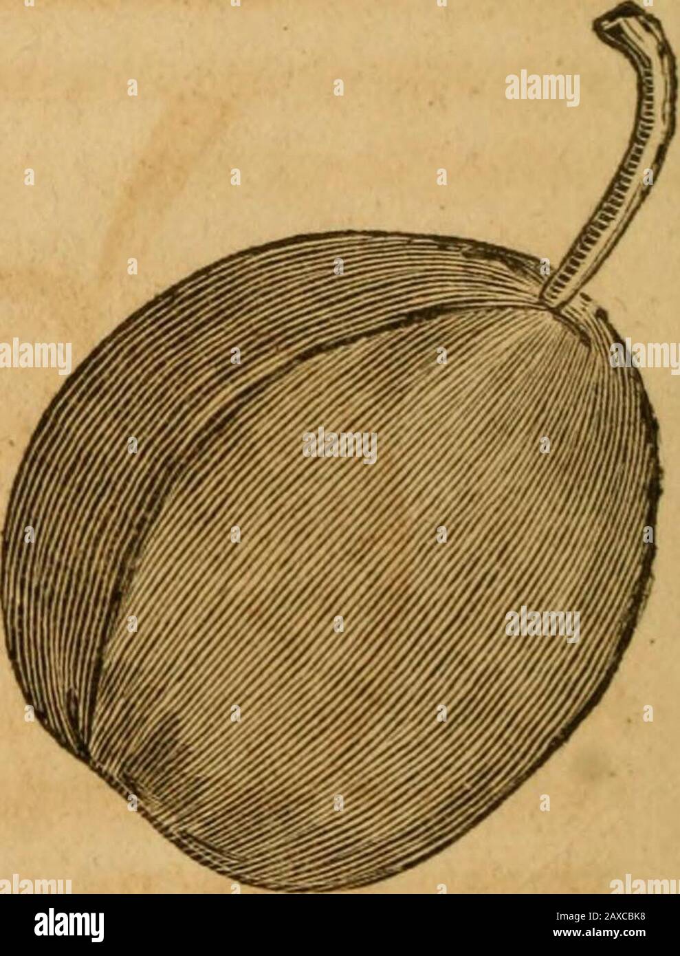 A view of the cultivation of fruit trees, and the management of ...