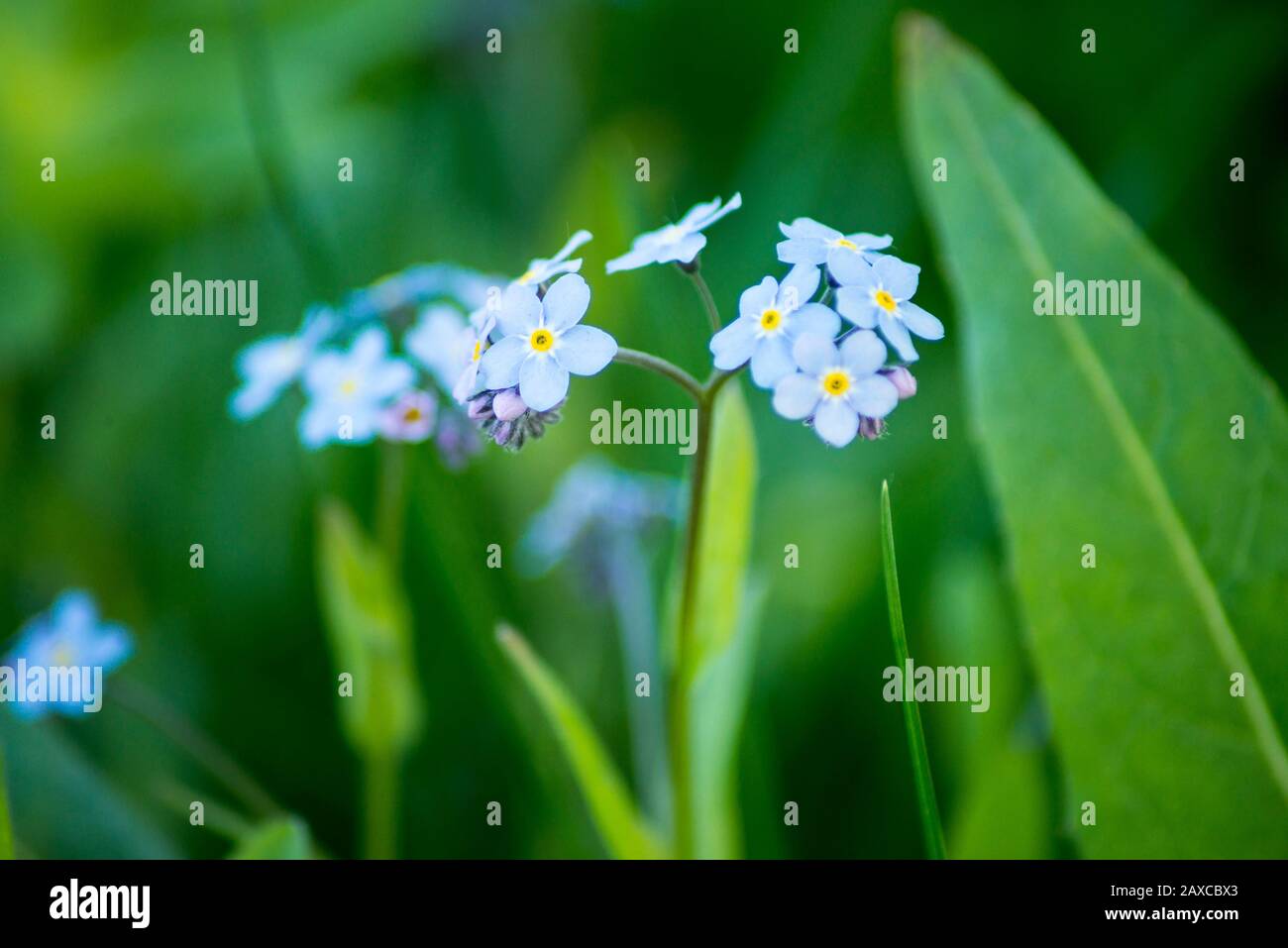 Water forget-me-not Myosotis scorpioides Myosotis palustris. Myosotis ...