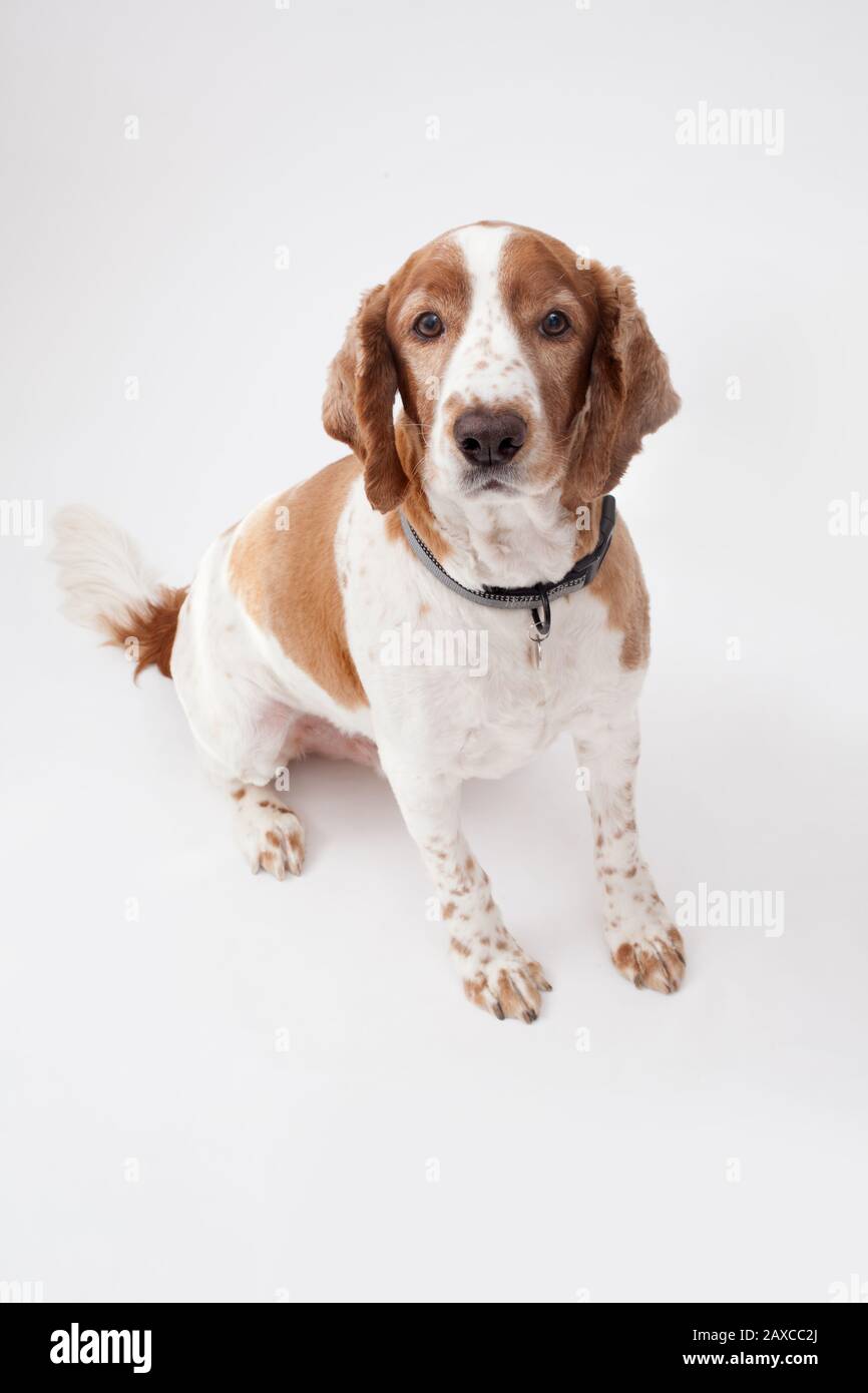 Welsh springer spaniel hi-res stock photography and images - Alamy