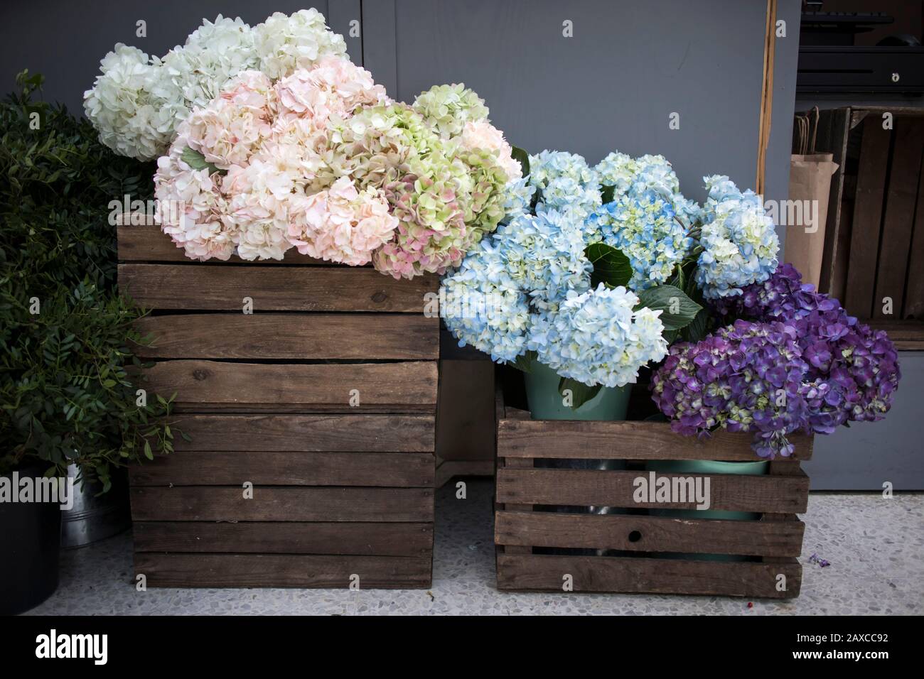 Multi-colored hydrangea in wooden square boxes on a black wall ...