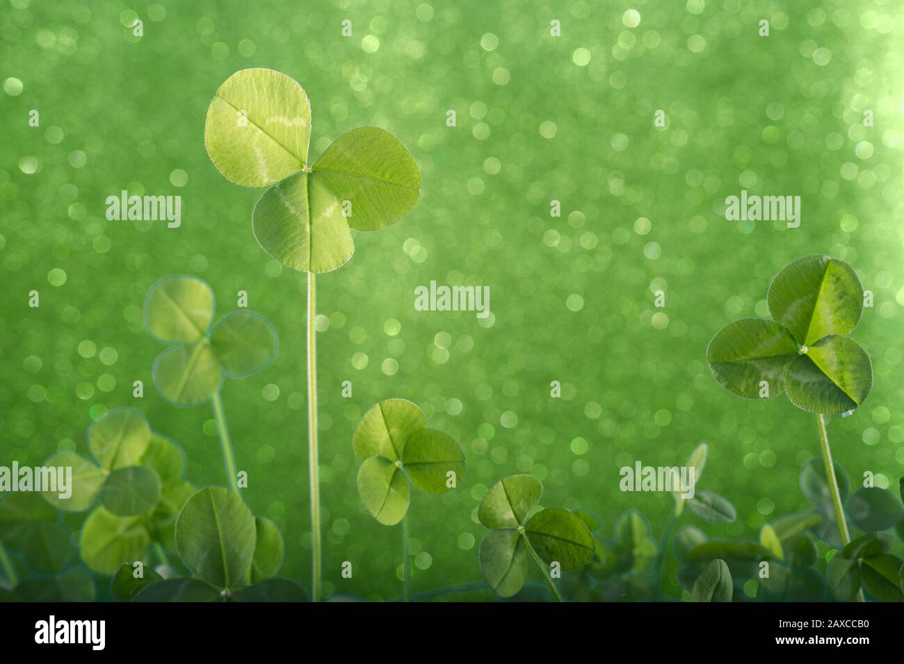 Irish Clover Leaf for St. Patricks Day Background Stock Photo - Alamy