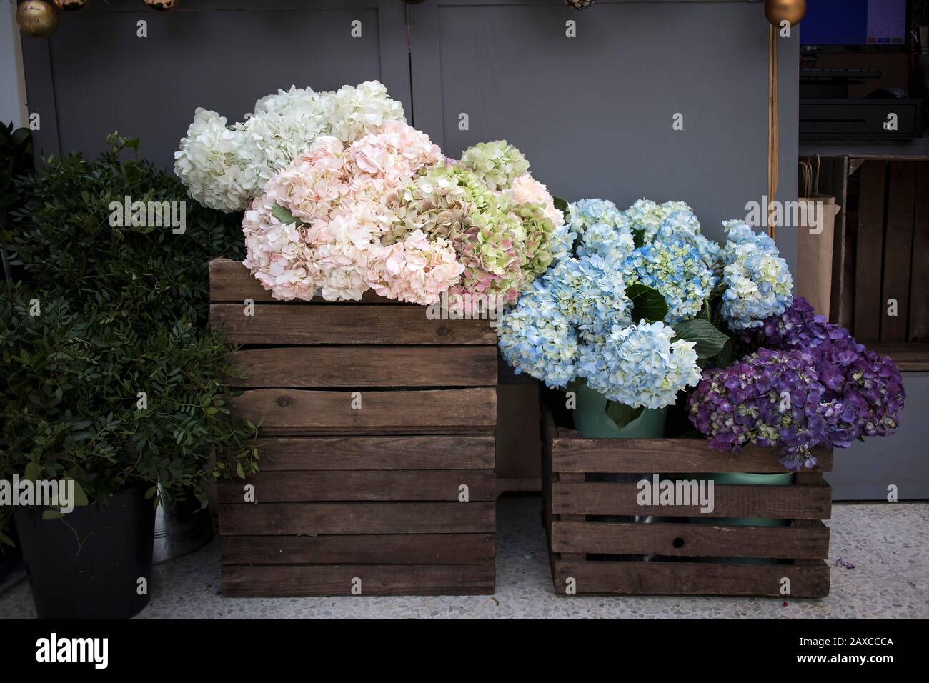 Multi-colored hydrangea in wooden square boxes on a black wall ...